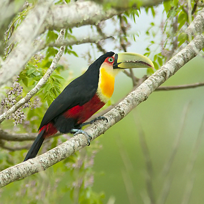 Tucano do Bico Verde - Parque Ecológico Imigrantes