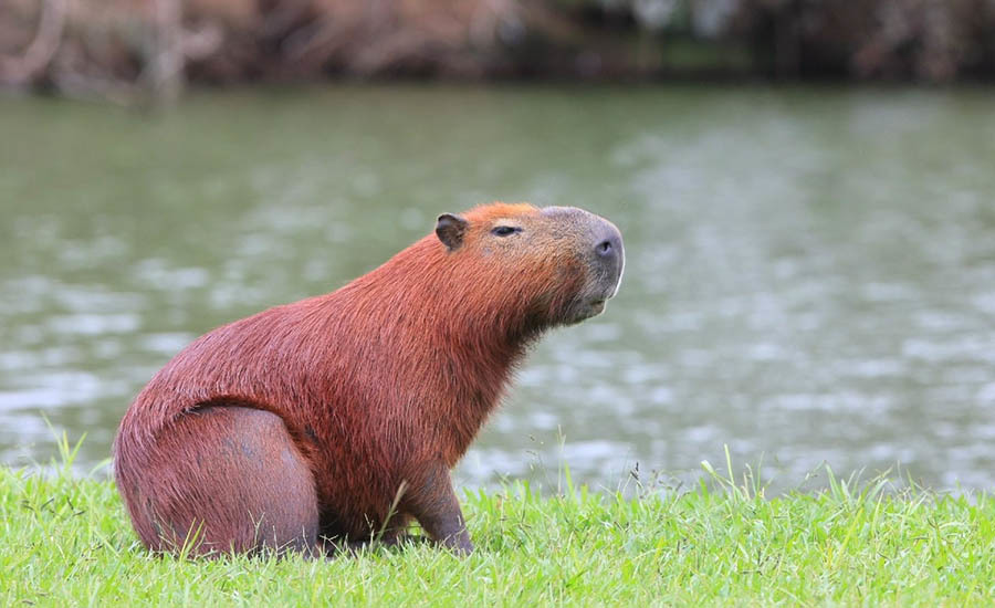 Capivara, mamífero sociável - Parque Ecológico Imigrantes
